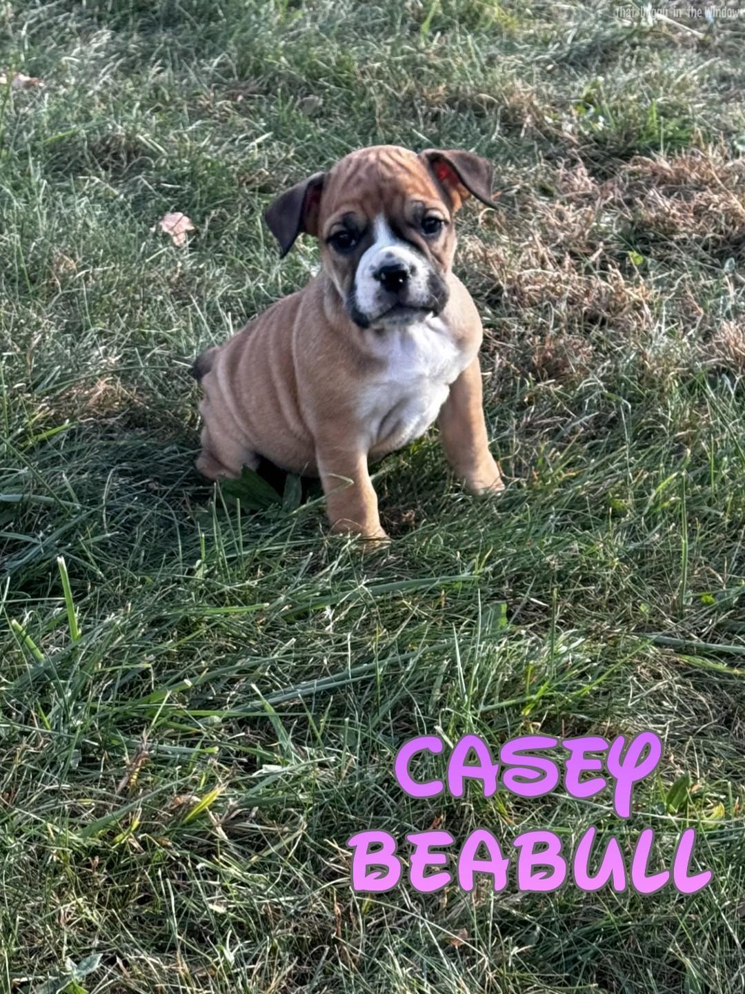 casey female beabull beabull thatdoggyinthewindow puppies beabull ...