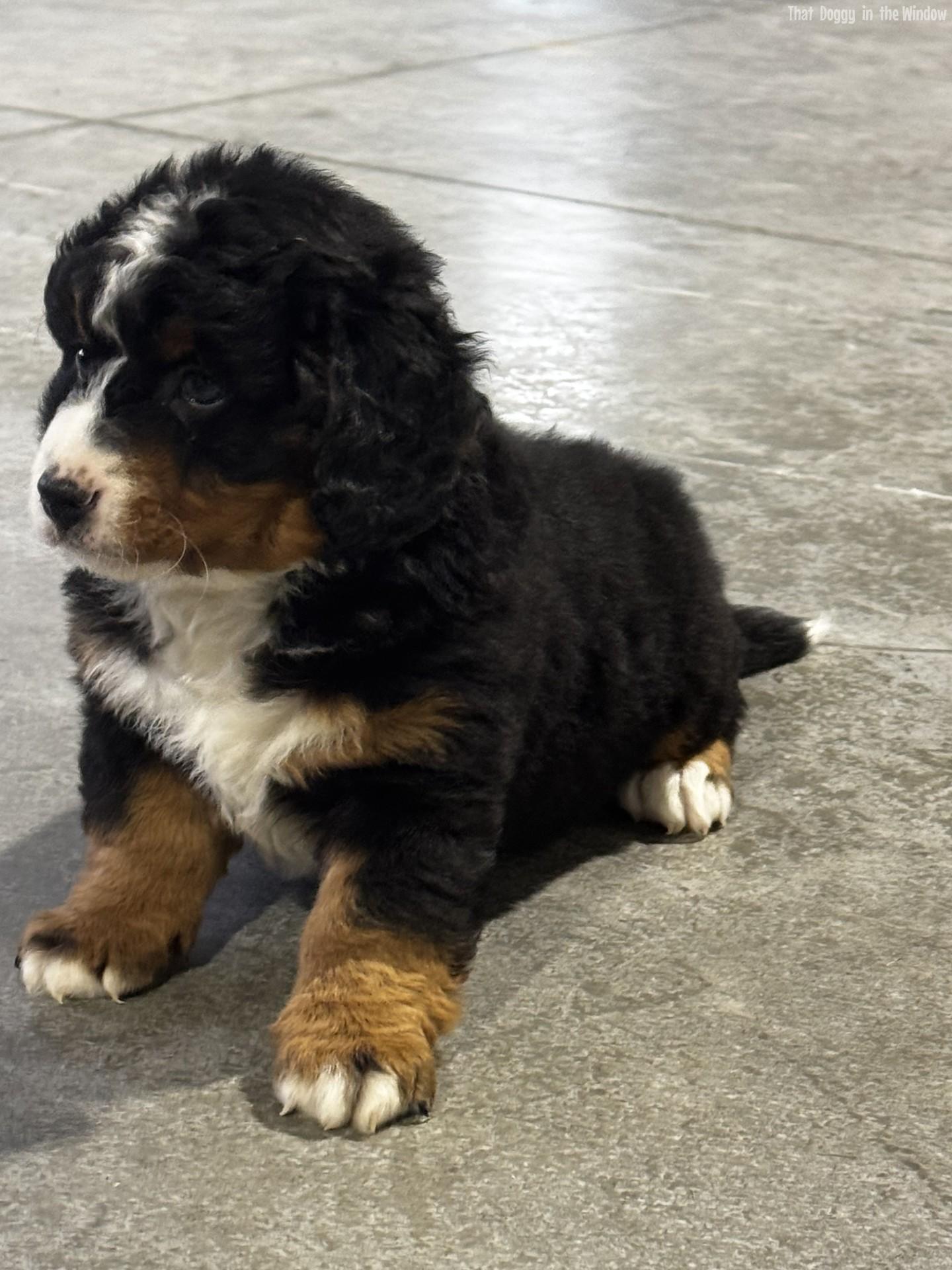Benji | Male Australian Mountain Doodle Aussiedoodle,