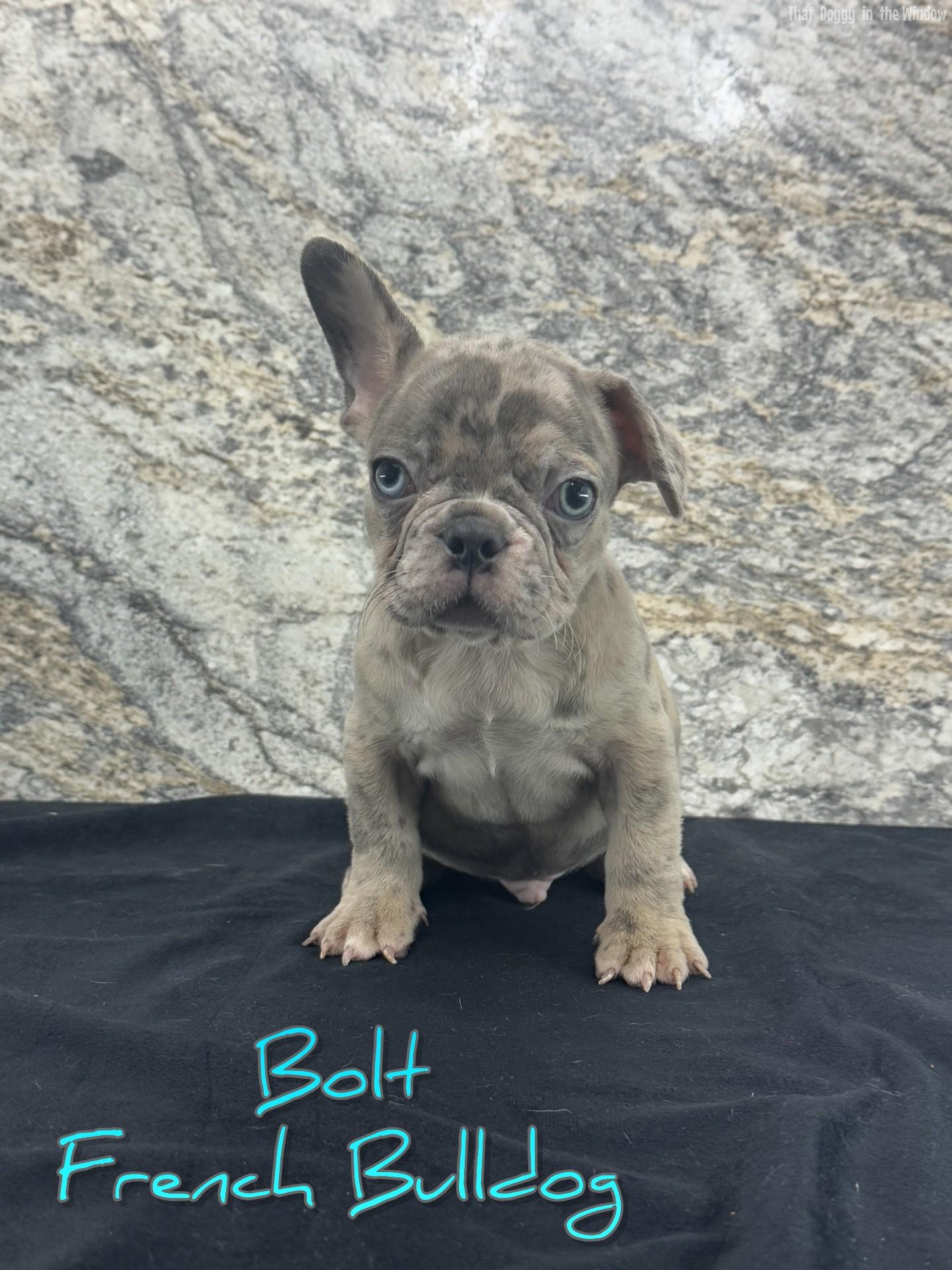 bolt male french bulldog french bulldog thatdoggyinthewindow puppies ...