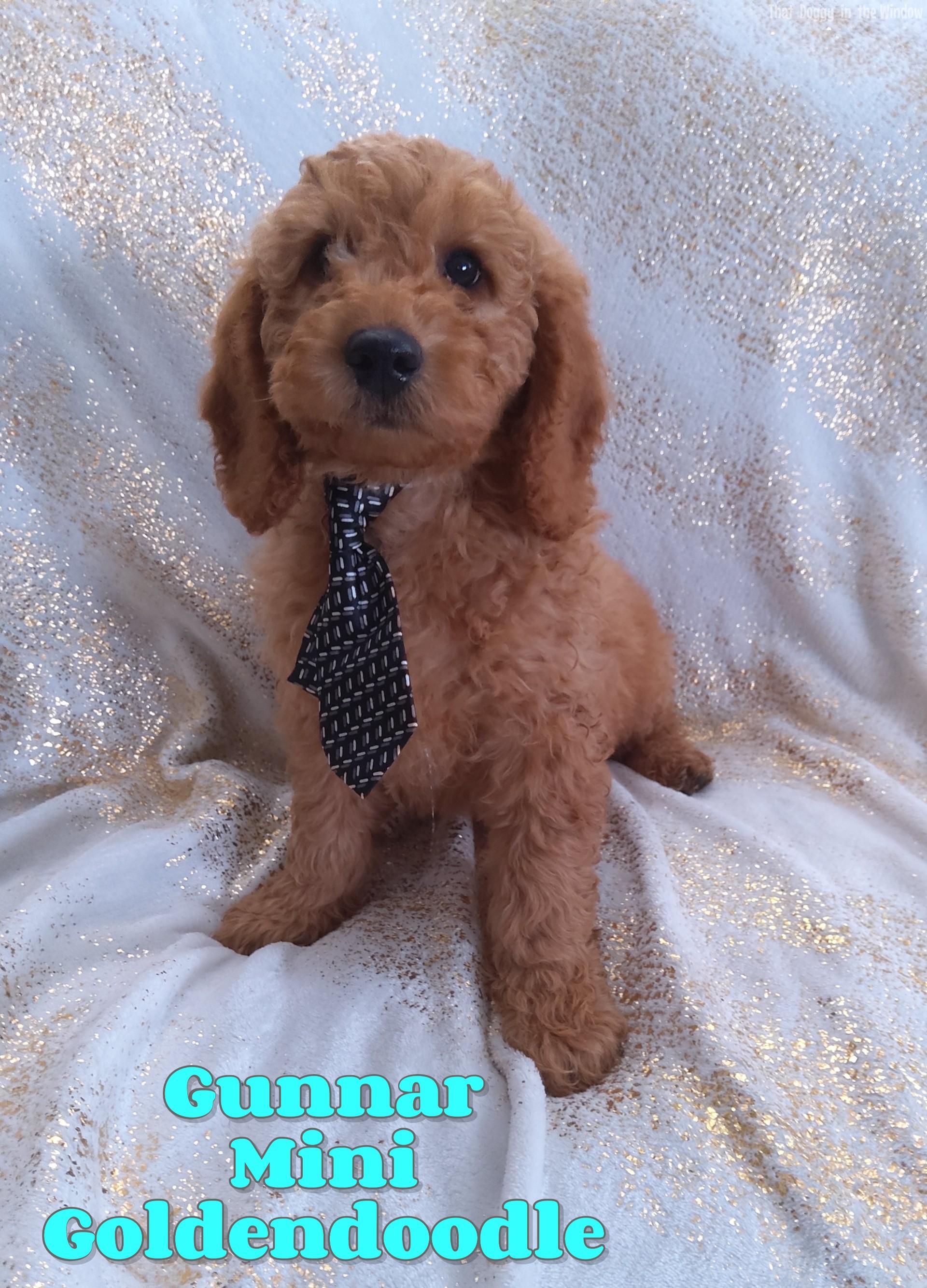 Gunnar | Male Mini Goldendoodle Goldendoodle,