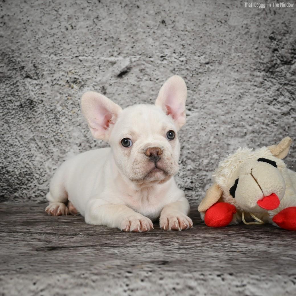 duramax male french bulldog french bulldog thatdoggyinthewindow puppies ...