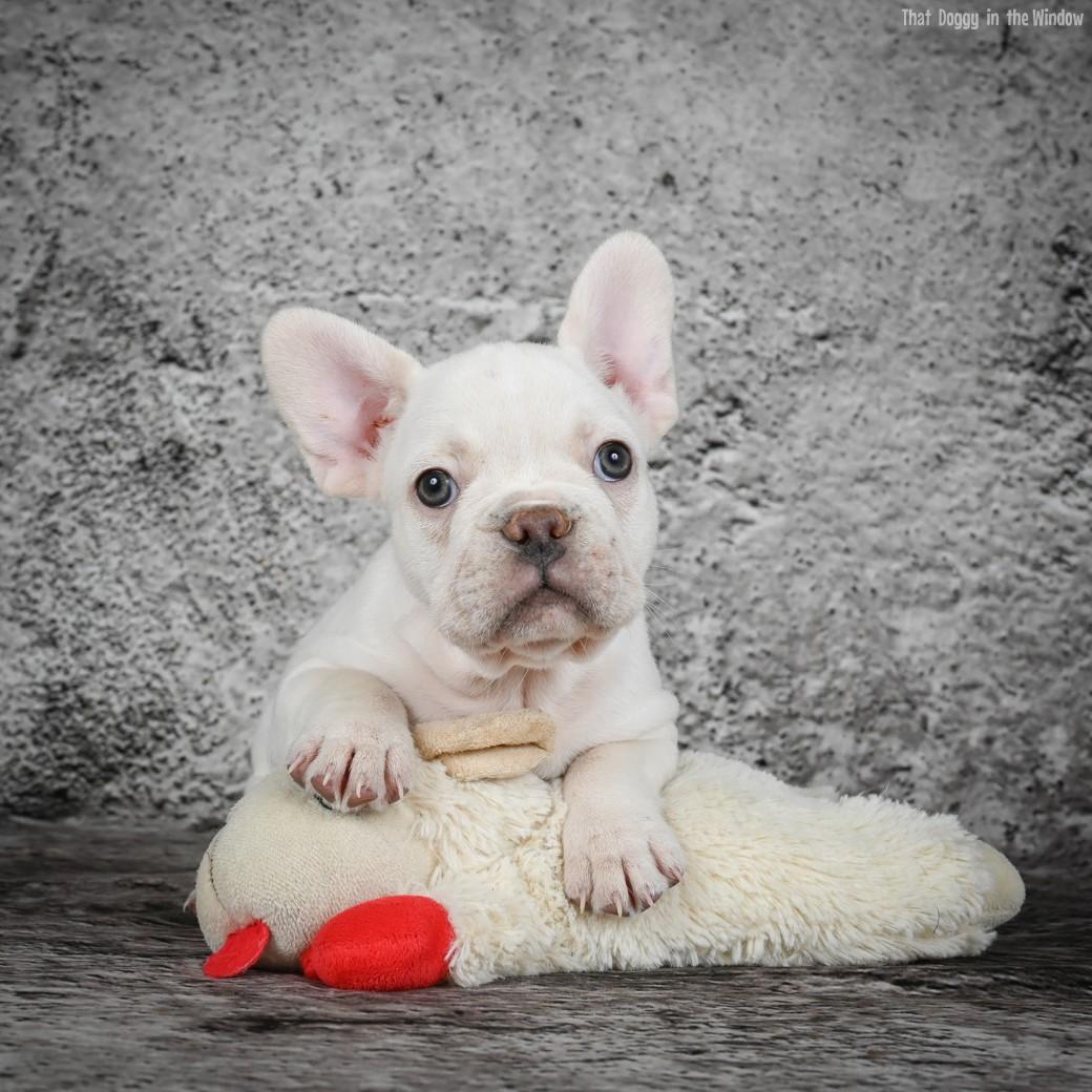 Duramax | Male French Bulldog French Bulldog,