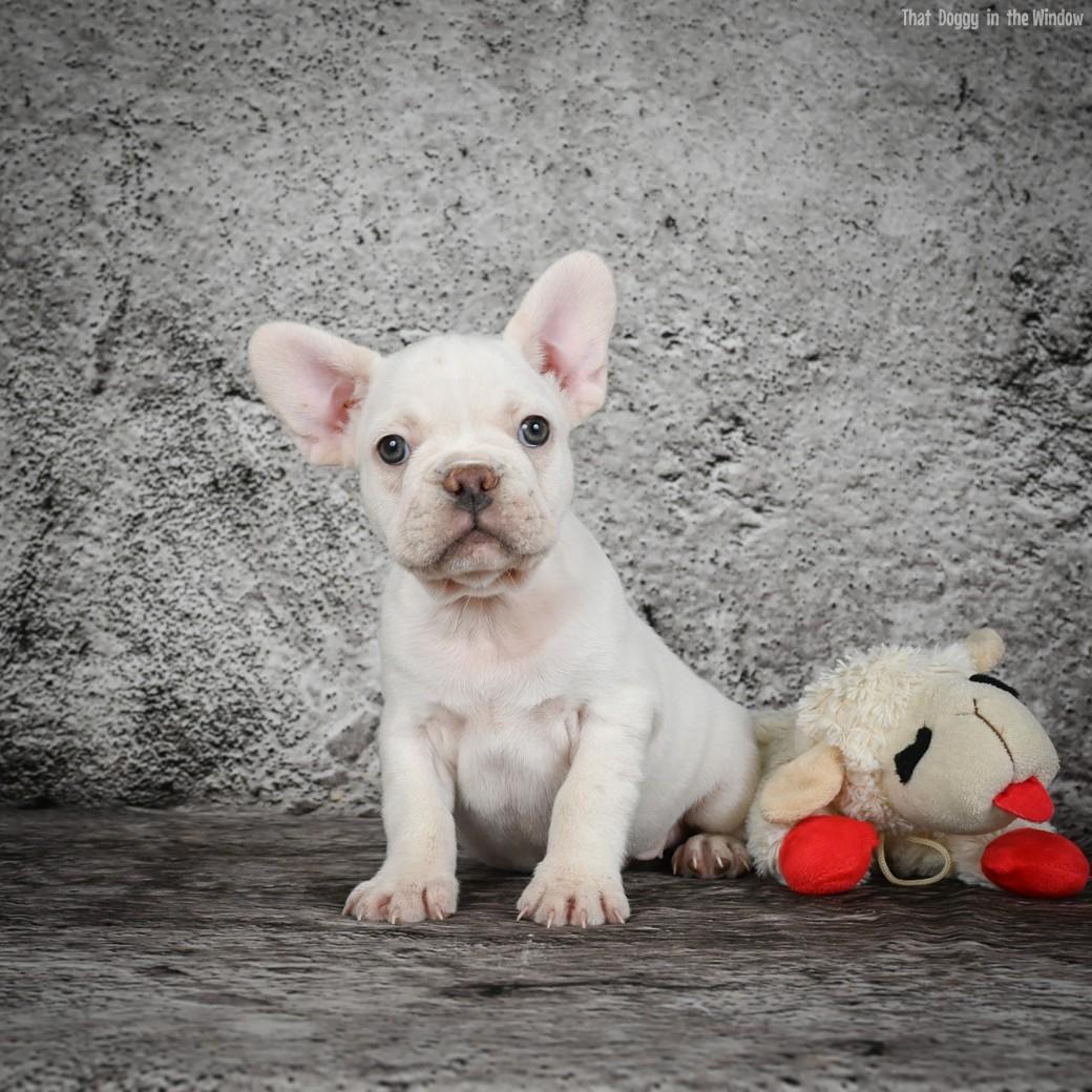 duramax male french bulldog french bulldog thatdoggyinthewindow puppies ...