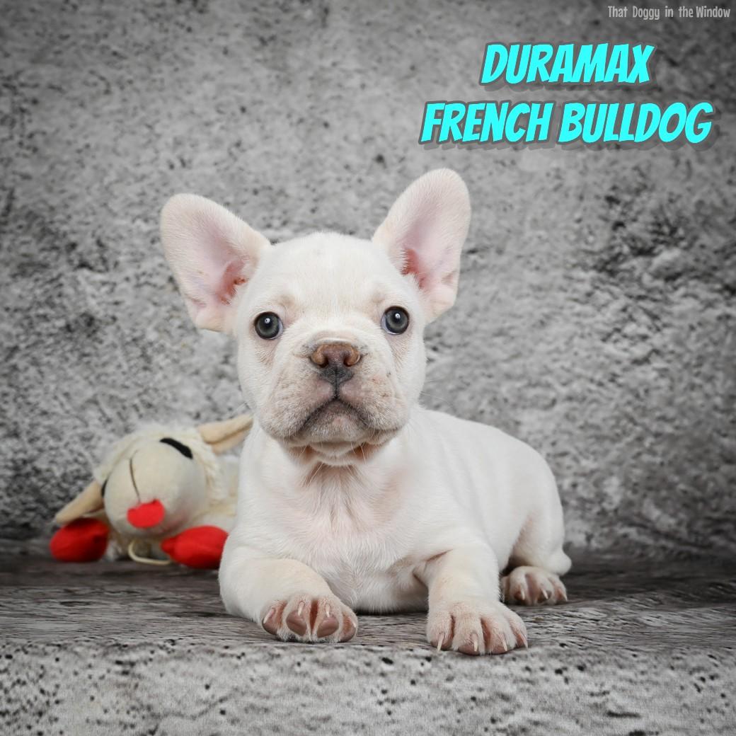 duramax male french bulldog french bulldog thatdoggyinthewindow puppies ...